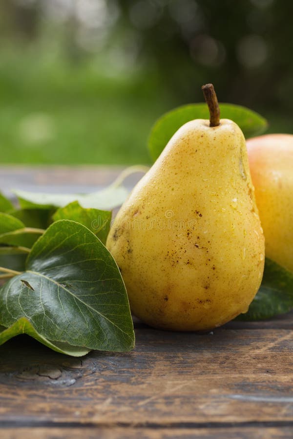 Apple and Pear stock image. Image of colors, farm, drop - 44109129