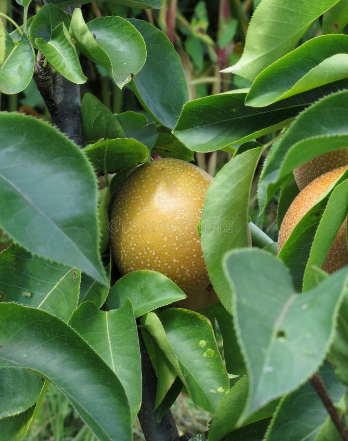 Apple Pear on Tree Branches Stock Photo - Image of bright, blossom ...