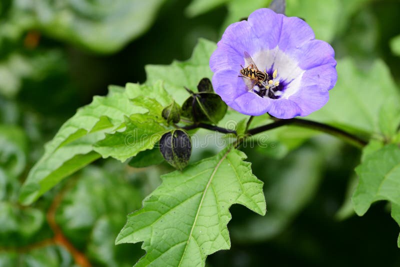 Apple of Peru Nicandra Physalodes Stock Image - Image of fresh ...