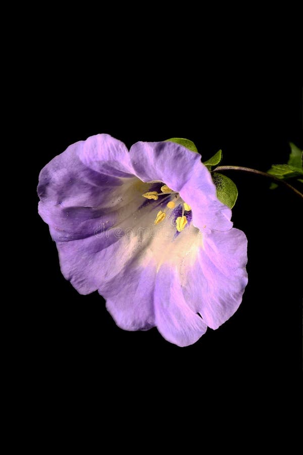 Apple-of-Peru Nicandra Physalodes. Flower Closeup Stock Image - Image ...