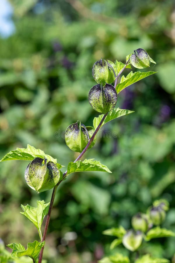 Apple of Peru (nicandra Physalodes) Plant Stock Image - Image of fruits ...
