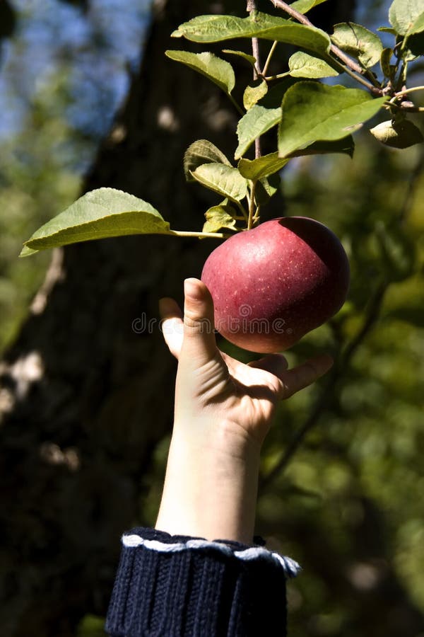 Apple picking stock image. Image of fruit, apple, hand - 11634583