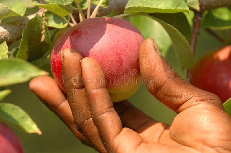 Apple Picking stock image. Image of harvest, autumn, feel - 1212991