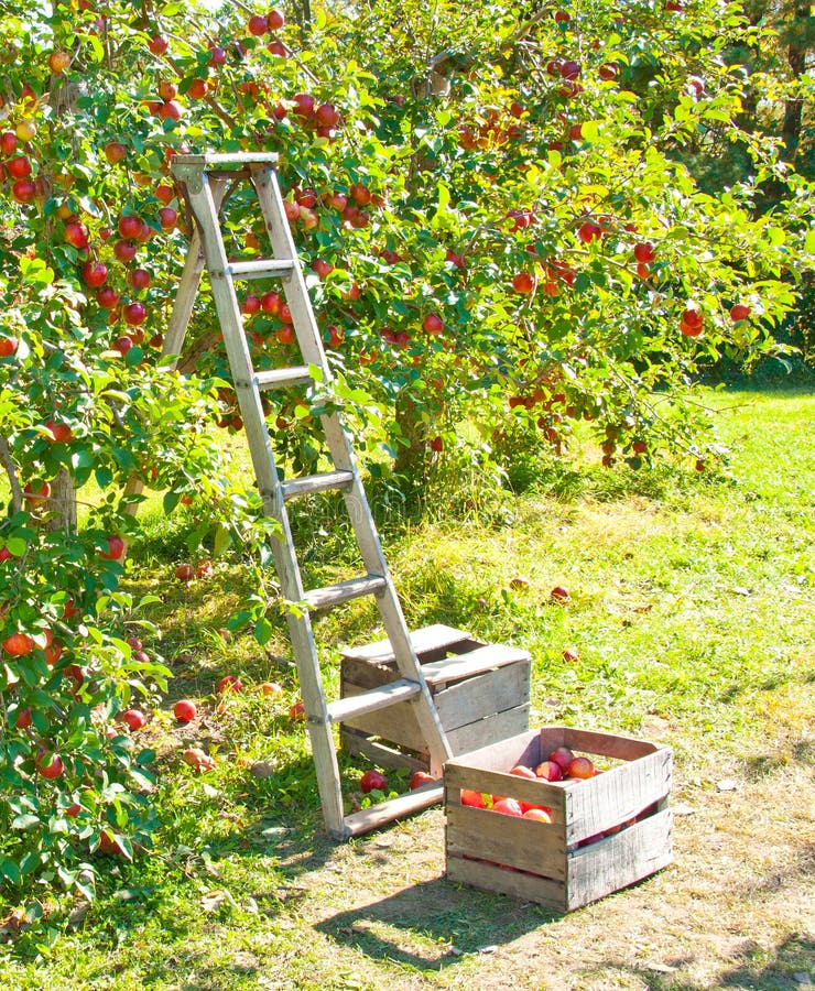 Apple Picking stock image. Image of tree, delicious, ripe - 16327239