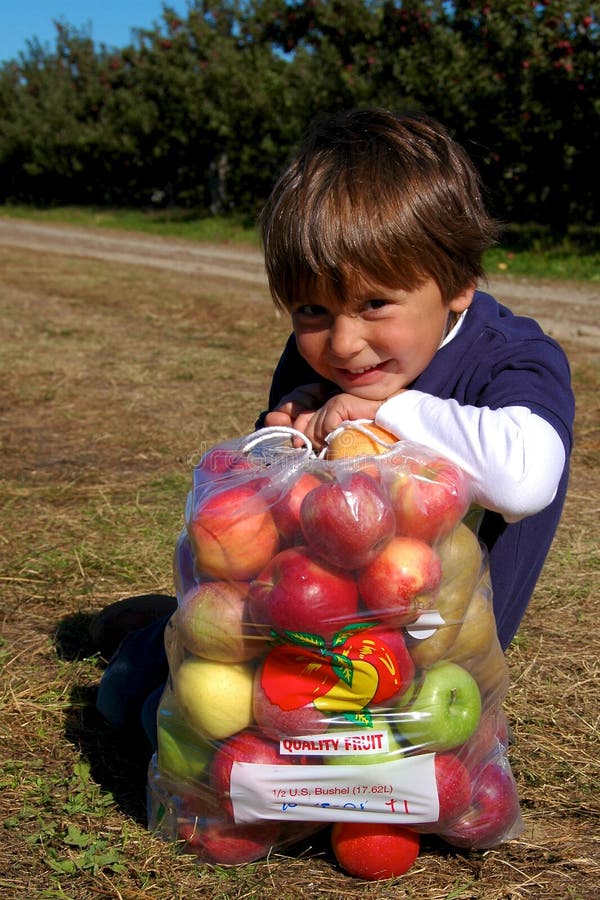 Apple Picking stock photo. Image of hold, harvest, fresh - 21345248