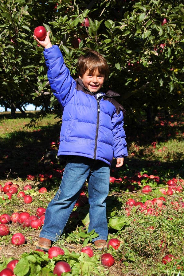 Apple Picking stock photo. Image of natural, fall, green - 21432566