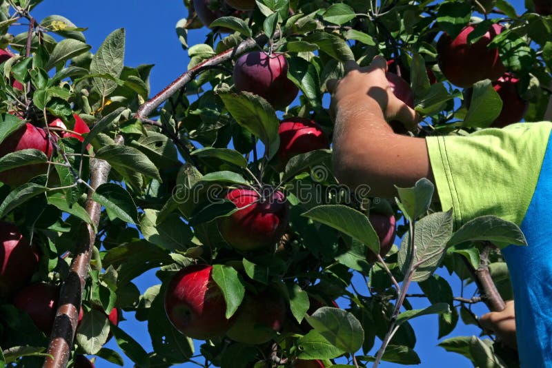 Apple Picking stock image. Image of ripe, orchard, healthcare - 3975229