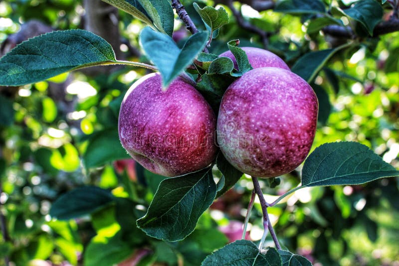 Red Macoun Apples stock image. Image of back, october - 139890879