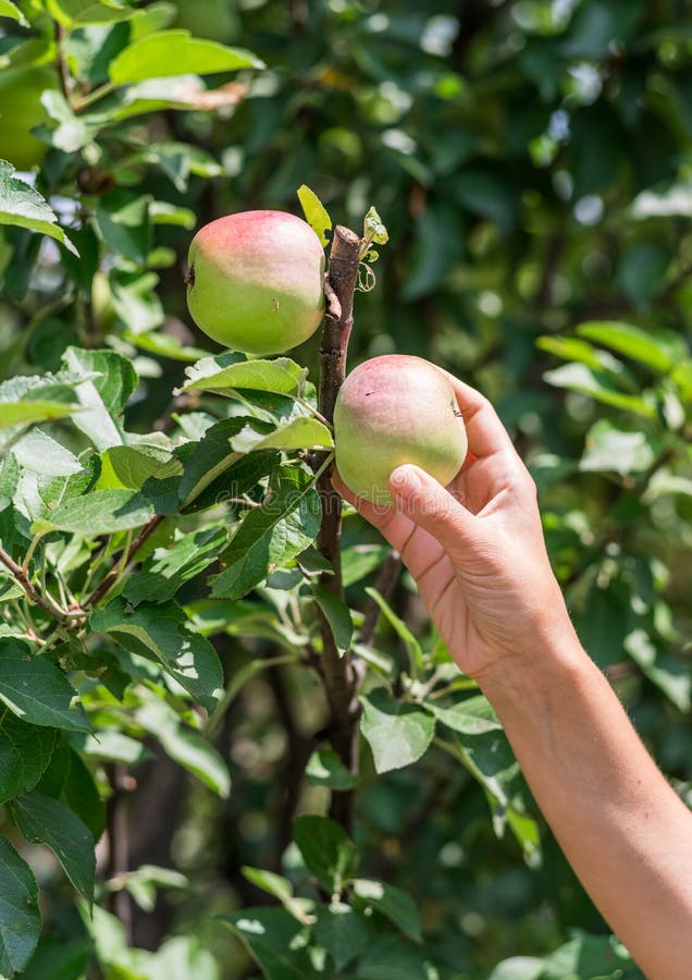 Apple Picking. Female Hand Gathering Apple from a Tree Stock Photo ...