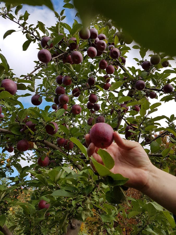 Apple picking stock photo. Image of nature, apple, hand - 90439788