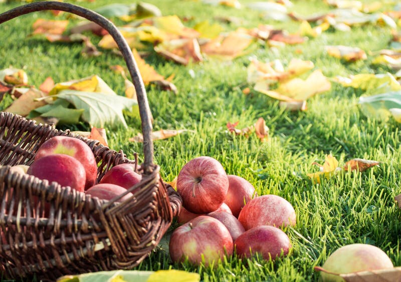 Apple picking stock photo. Image of garden, fruits, leaf - 35285104