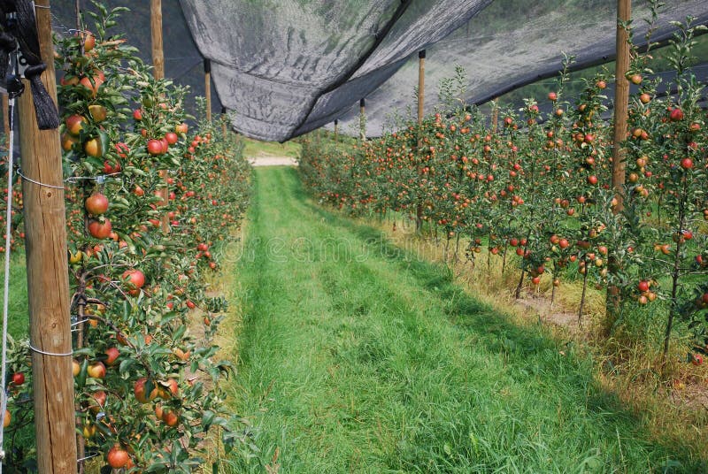 Apple plantation stock image. Image of field, crop, growing - 16294825