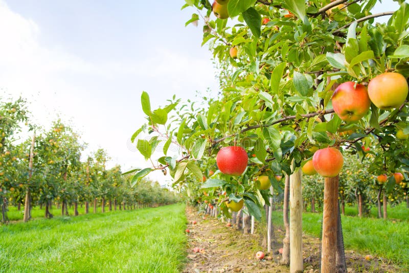 Apple plantation stock image. Image of field, crop, growing - 16294825
