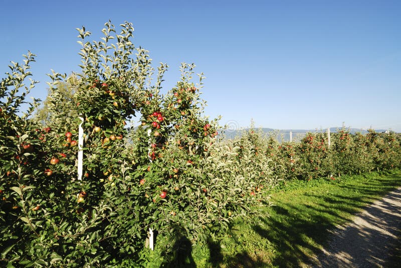 Apple Plantation stock photo. Image of agriculture, growth - 28619100