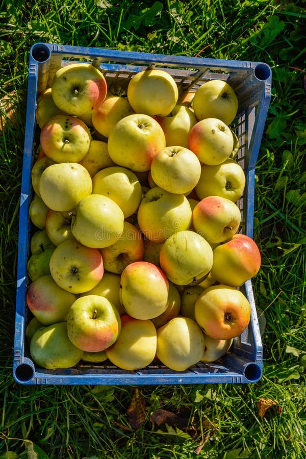 Apple in a plastic box stock image. Image of dessert - 258994121