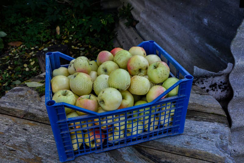 Apple in a plastic box stock image. Image of farm, eating - 258994173