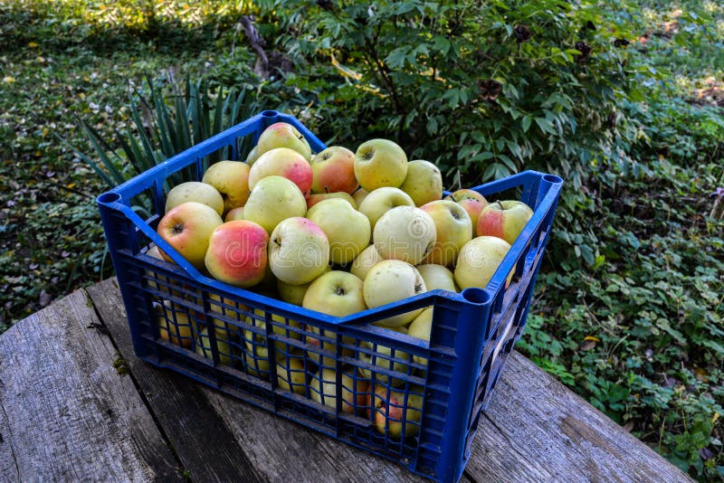 Apple in a plastic box stock photo. Image of color, freshness - 258994202