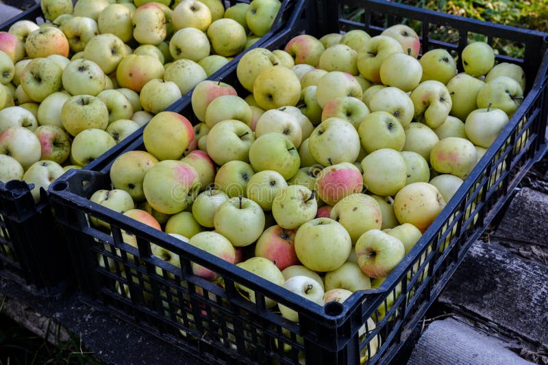 Apple in a plastic box stock photo. Image of basket - 258994220