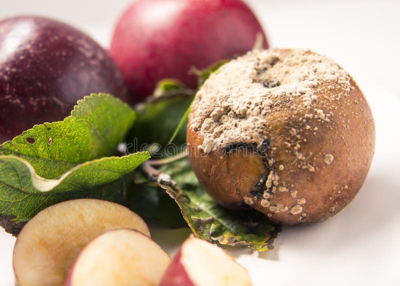 Apple Plate, Fresh and Rotten Stock Photo - Image of freshness, fresh ...