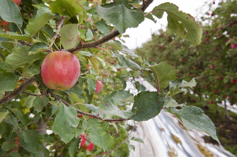 Apple production stock image. Image of sweet, leaves - 16947419