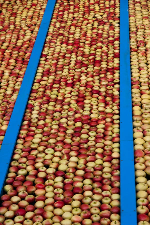 Apple production stock image. Image of factory, apples - 24449619