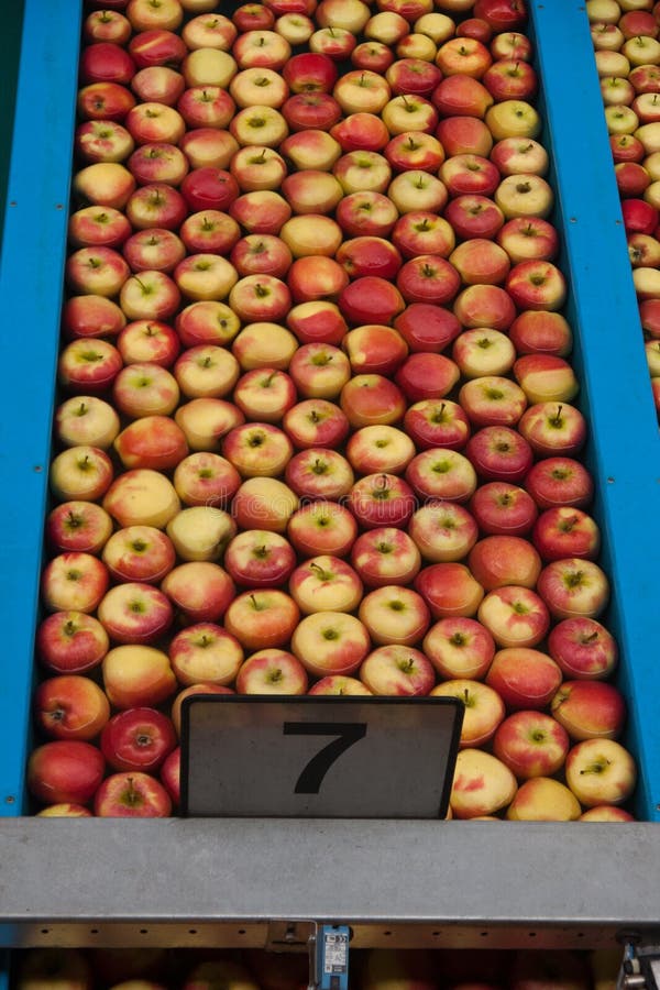Apple production stock image. Image of factory, apples - 24449619