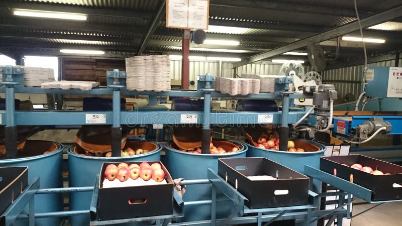 Apple Production Line editorial photo. Image of industry - 53335476