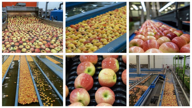 Apple Production and Processing - Photo Collage Stock Photo - Image of ...