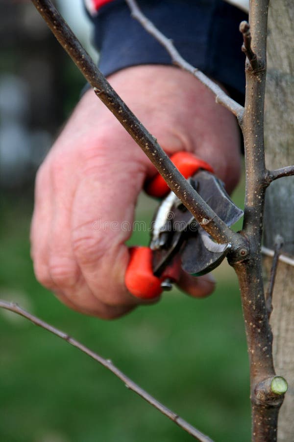 Apple pruning time stock image. Image of incision, work - 13895399