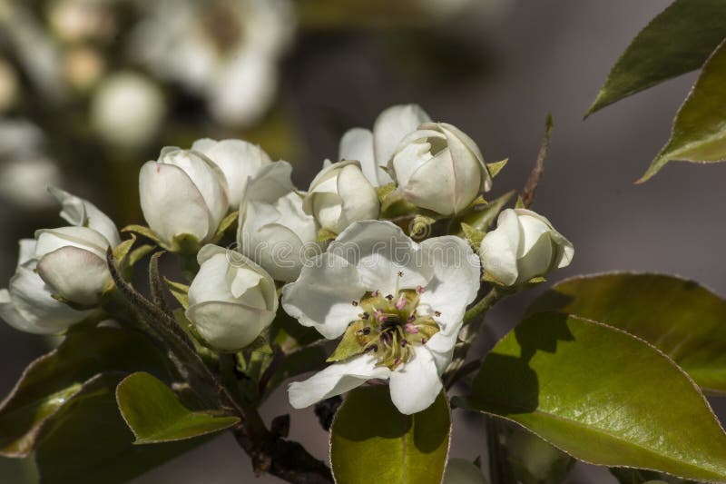 Apple (Pyrus) Tree Flower Buds Stock Image - Image of bright, beautiful ...