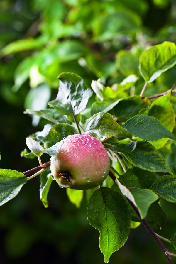 Apple after rain stock image. Image of rain, branch, garden - 57869729