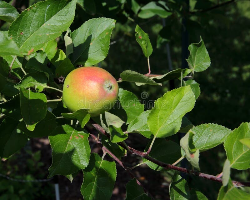 Apple with Red Blush on Branch with Leaves Stock Image - Image of ...