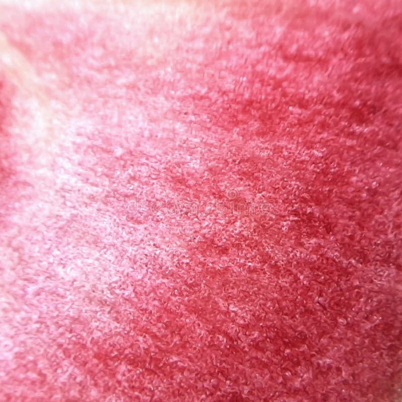 Apple with Red Pulp Close Up Stock Photo - Image of freshness ...