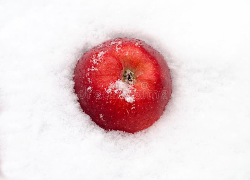 Apple red on snow stock image. Image of color, season - 50091459