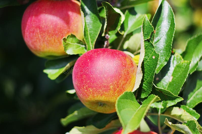 A cluster of apples stock image. Image of plant, sprouting - 186894145