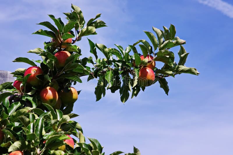 A cluster of apples stock image. Image of plant, sprouting - 186894145