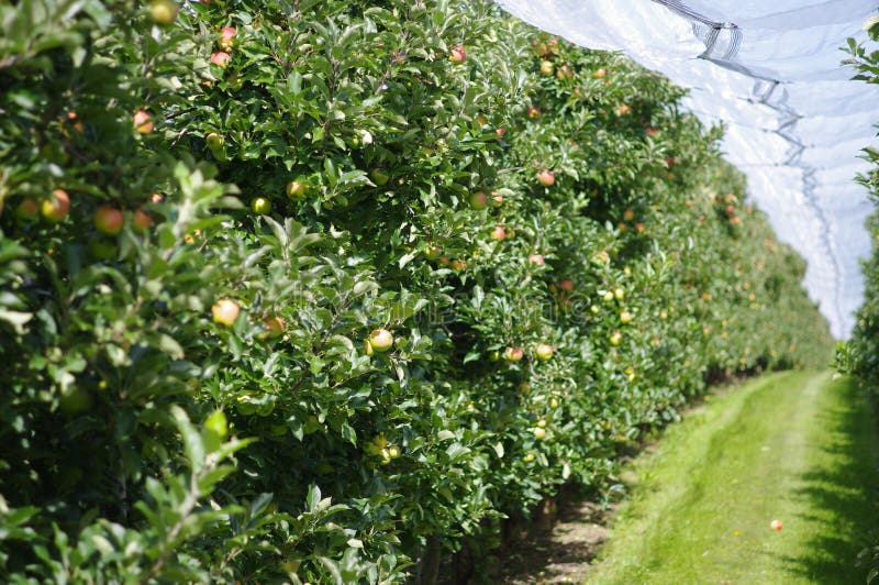 A cluster of apples stock image. Image of plant, sprouting - 186894145
