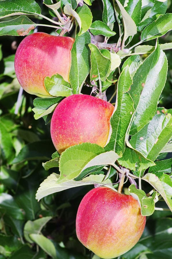 A cluster of apples stock image. Image of plant, sprouting - 186894145