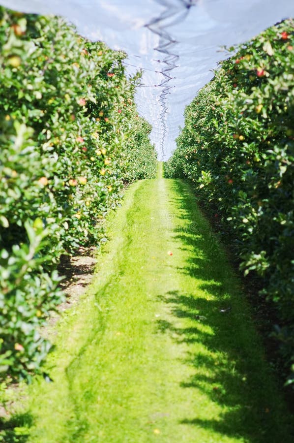 Cluster of apples stock image. Image of orchrds, farming - 51308845