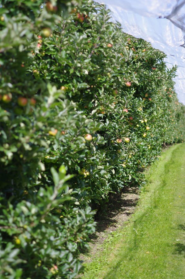 Cluster of apples stock photo. Image of apples, branch - 51308822