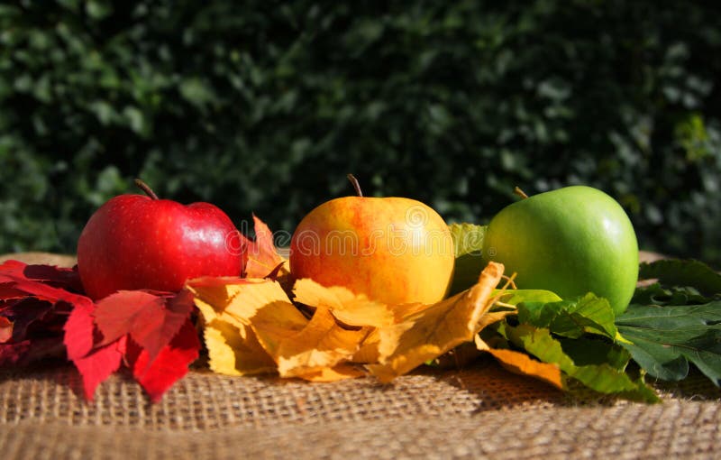 3 Apple Red Yellow Green Side by Side Stock Image - Image of season ...