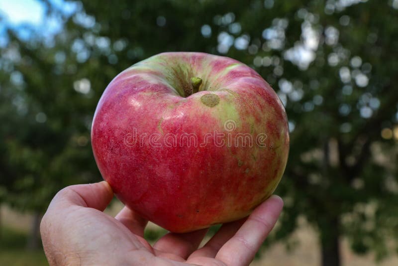 Ripe apple in hand stock image. Image of sweet, leaf - 125605249