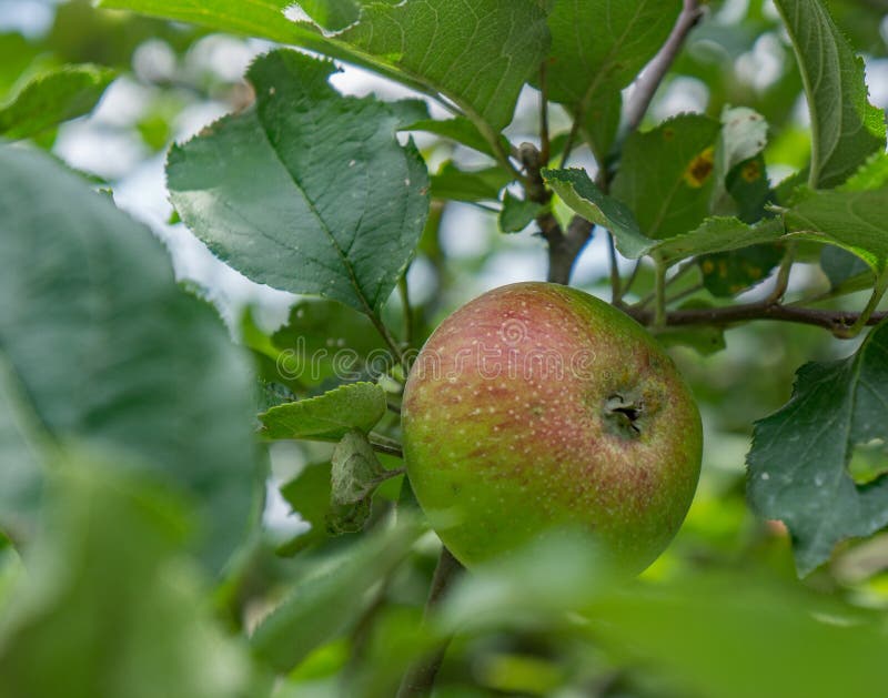 Apple Ripping on an Apple Tree Stock Photo - Image of appalachian ...
