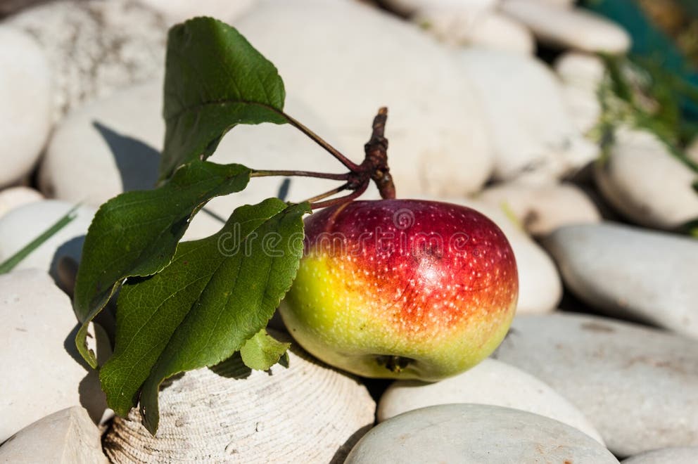 Apple on the rocks stock photo. Image of leaves, yellow - 43988726