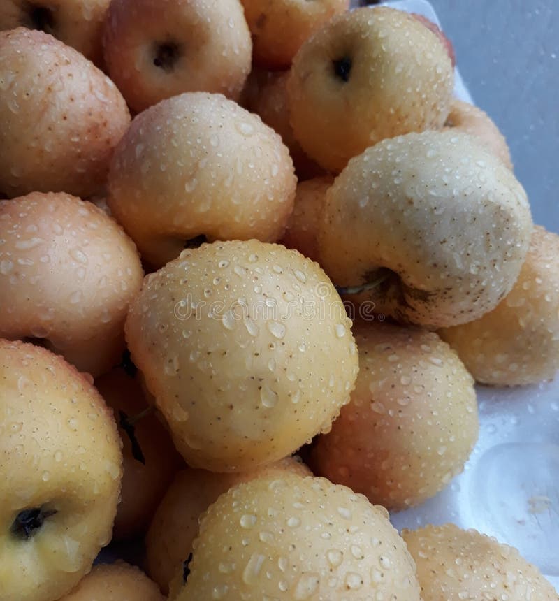 An apple is a Round, Edible fruit produced by an apple Tree (Malus ...