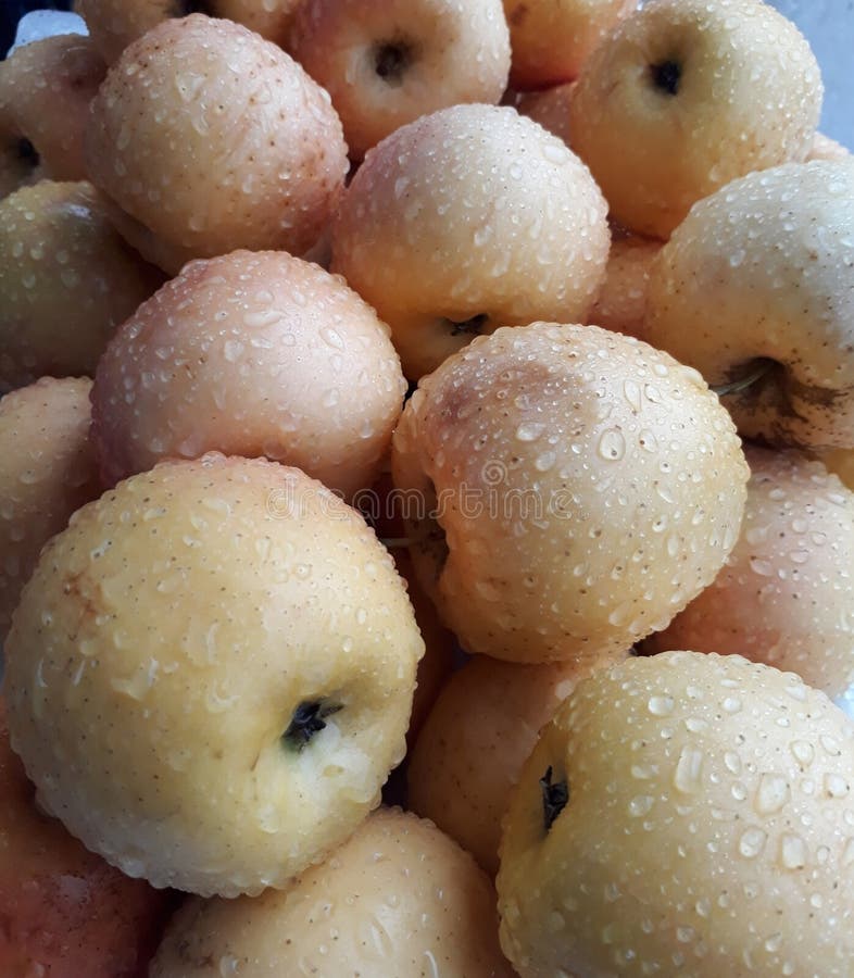 An apple is a Round, Edible fruit produced by an apple Tree (Malus ...