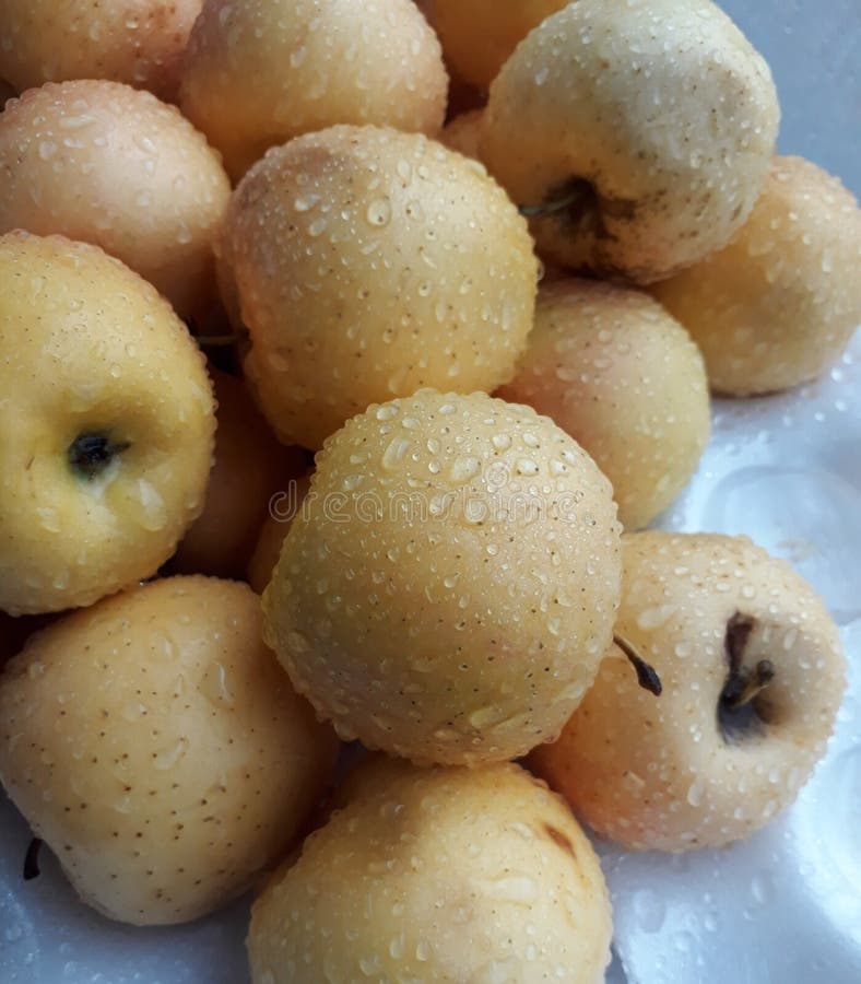 An apple is a Round, Edible fruit produced by an apple Tree (Malus ...