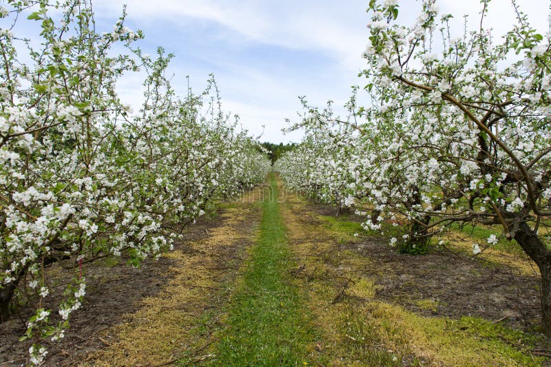Apple`s orchard stock photo. Image of fruit, spring, flowers - 40328302
