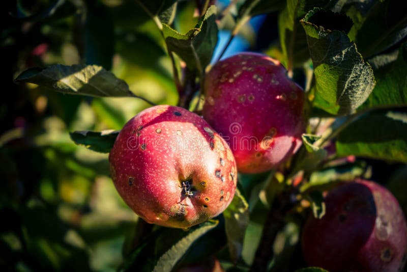 Fungal infection of apples stock photo. Image of candida - 123523252