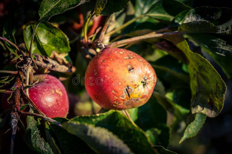 Apple scab disease stock photo. Image of cultivated - 203502702
